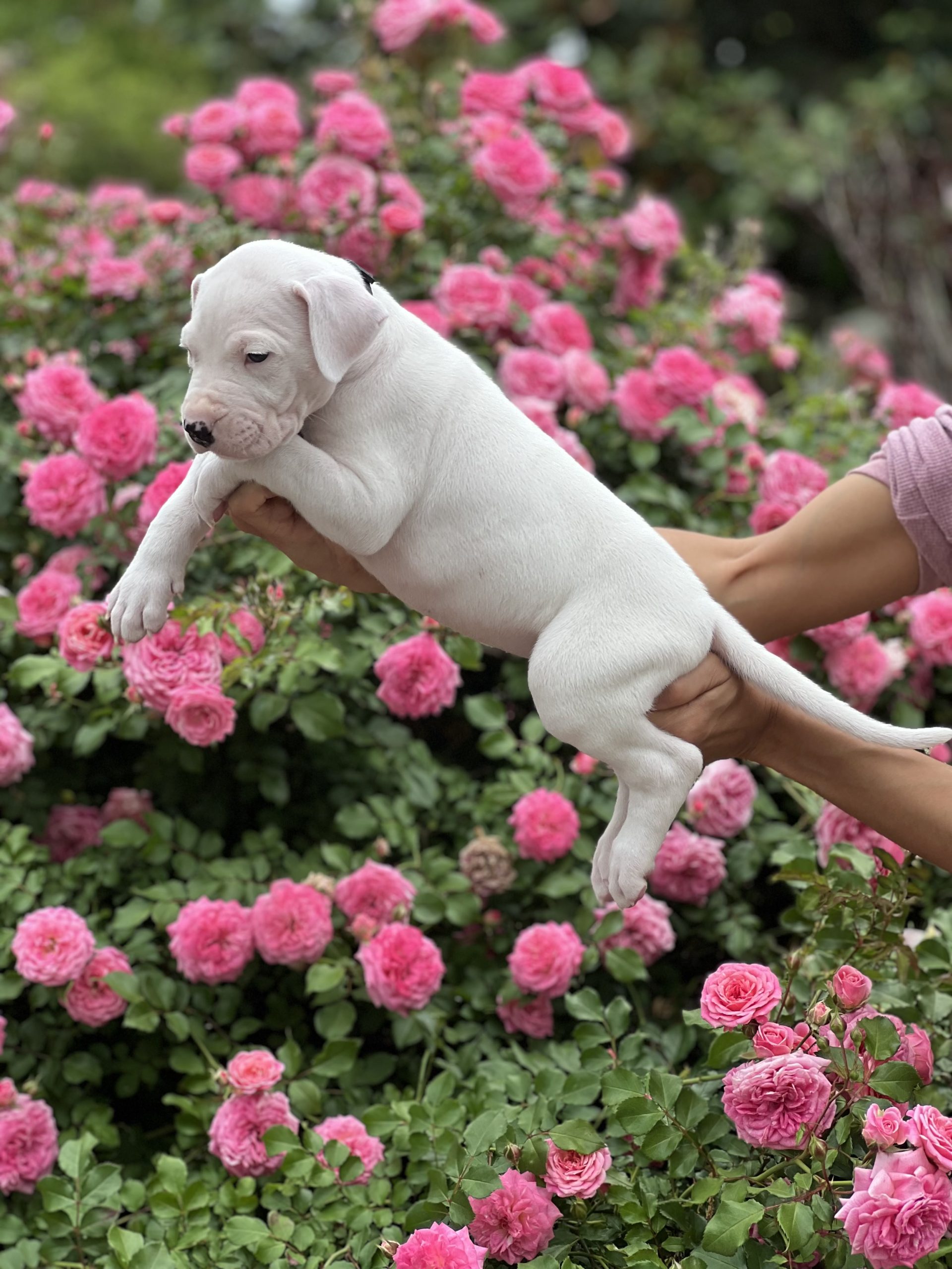 Spanish Mastiff & Dogo Argentino Puppies for Sale Atlanta GA